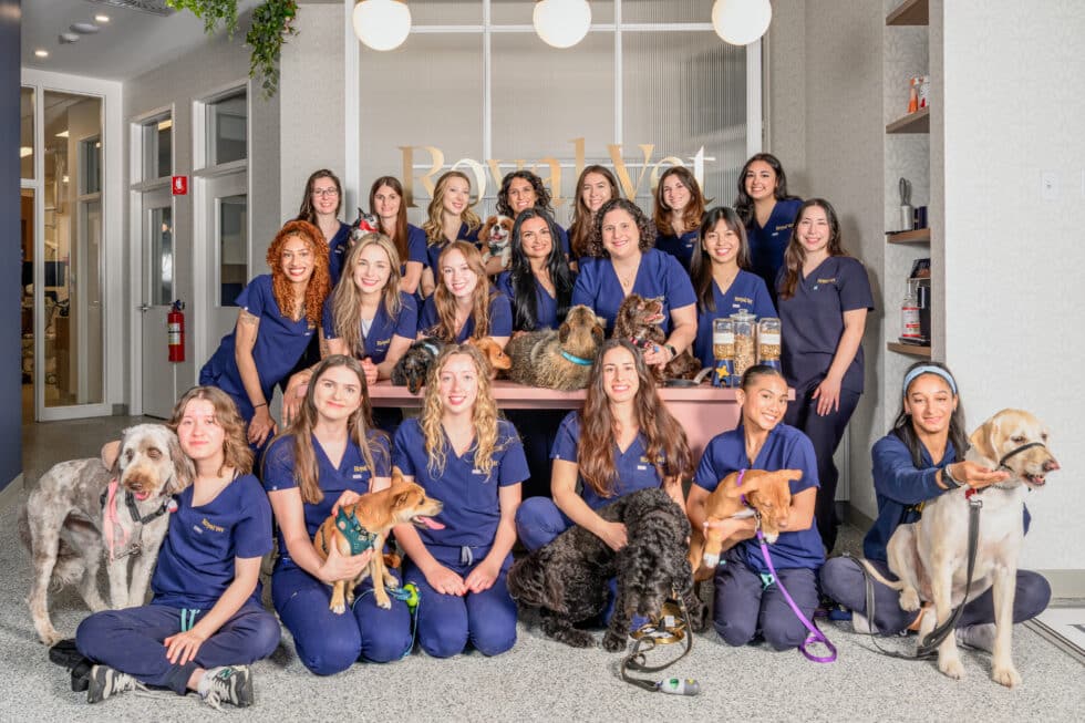 Royal Vet - Veterinary services in West Island - Royal Vet