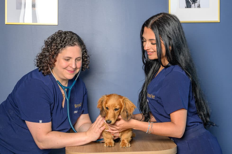 Royal Vet - Veterinary services in West Island - Royal Vet